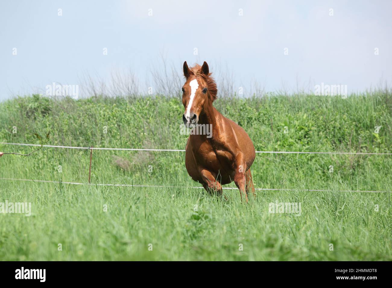 Beautiful chestnut Budyonny horse running in the grass Stock Photo - Alamy