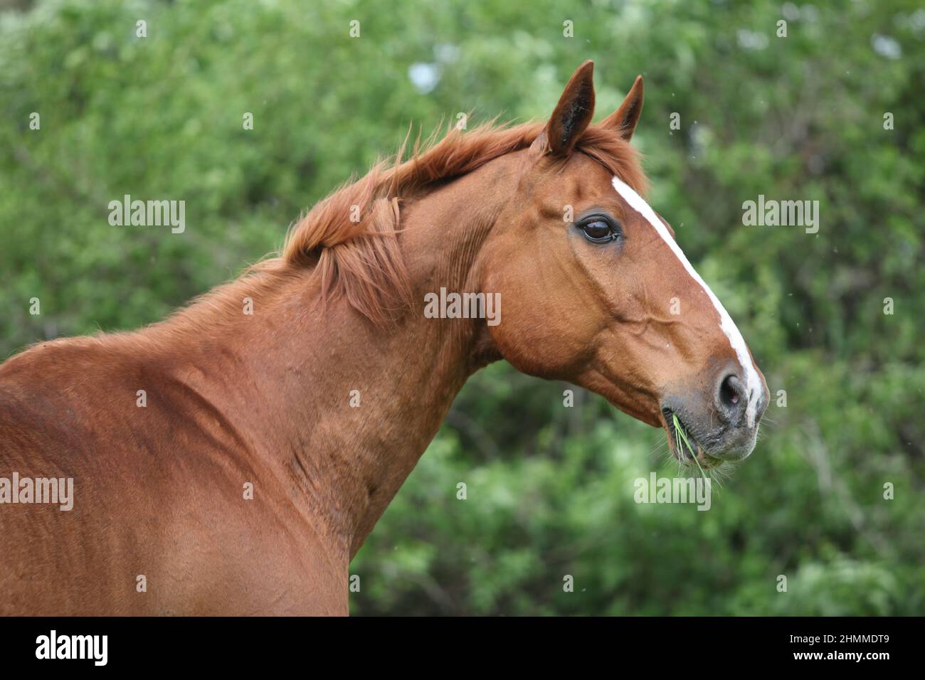 Portrait of beautiful chestnut Budyonny horse in spring Stock Photo - Alamy
