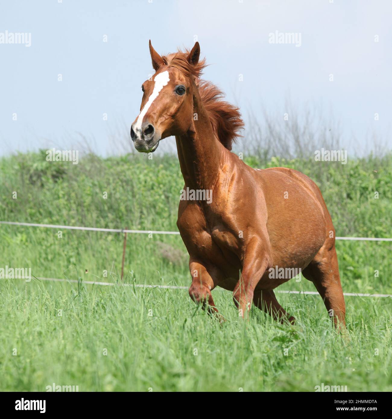 Beautiful chestnut Budyonny horse running in the grass Stock Photo - Alamy
