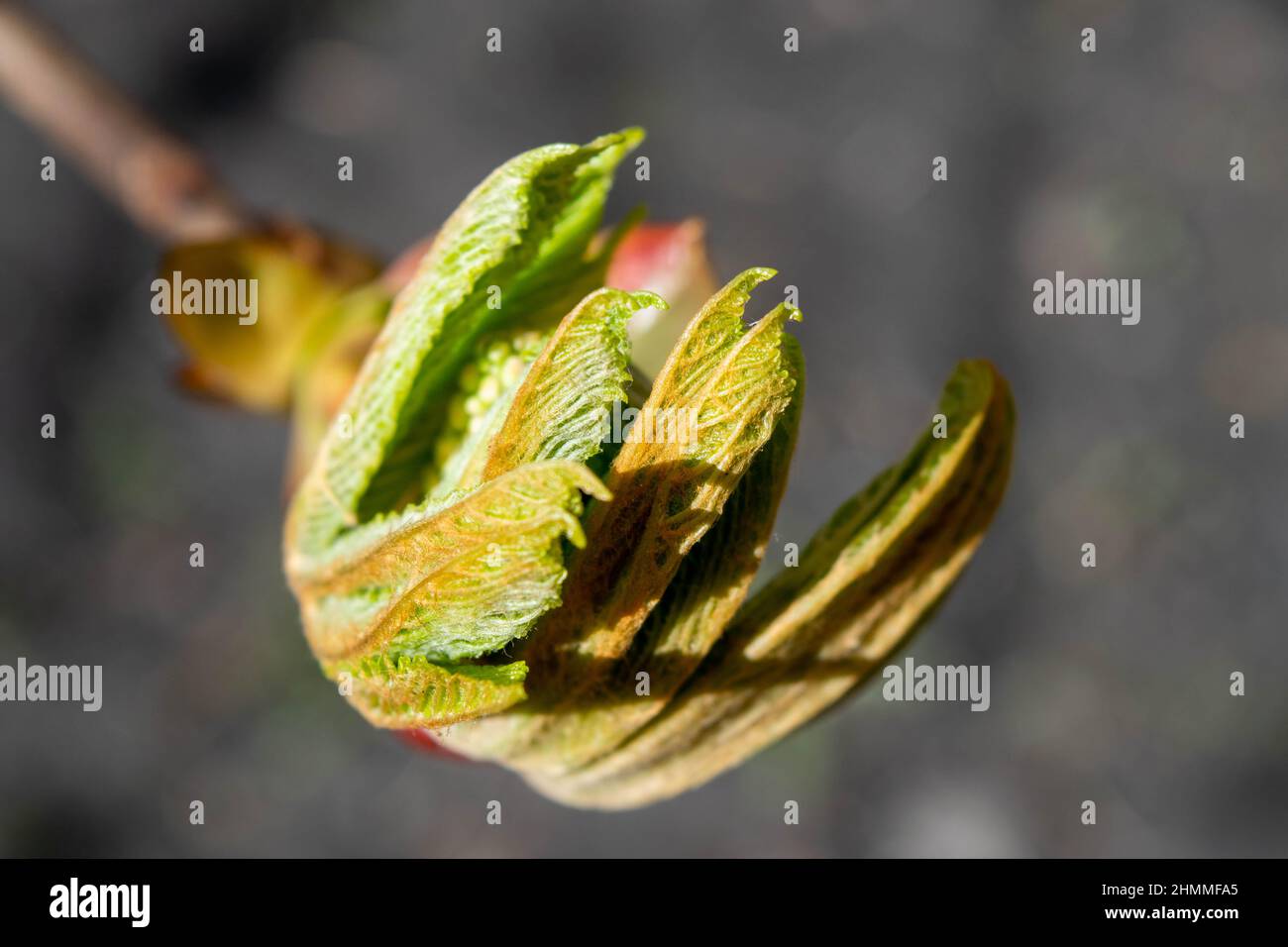 Budding shoot hi-res stock photography and images - Alamy