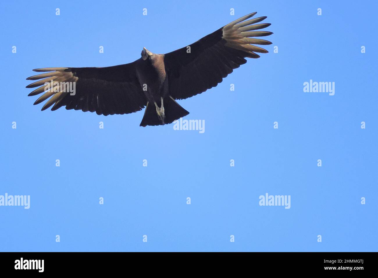Closeup of a black California condor flying high in the blue sky with ...