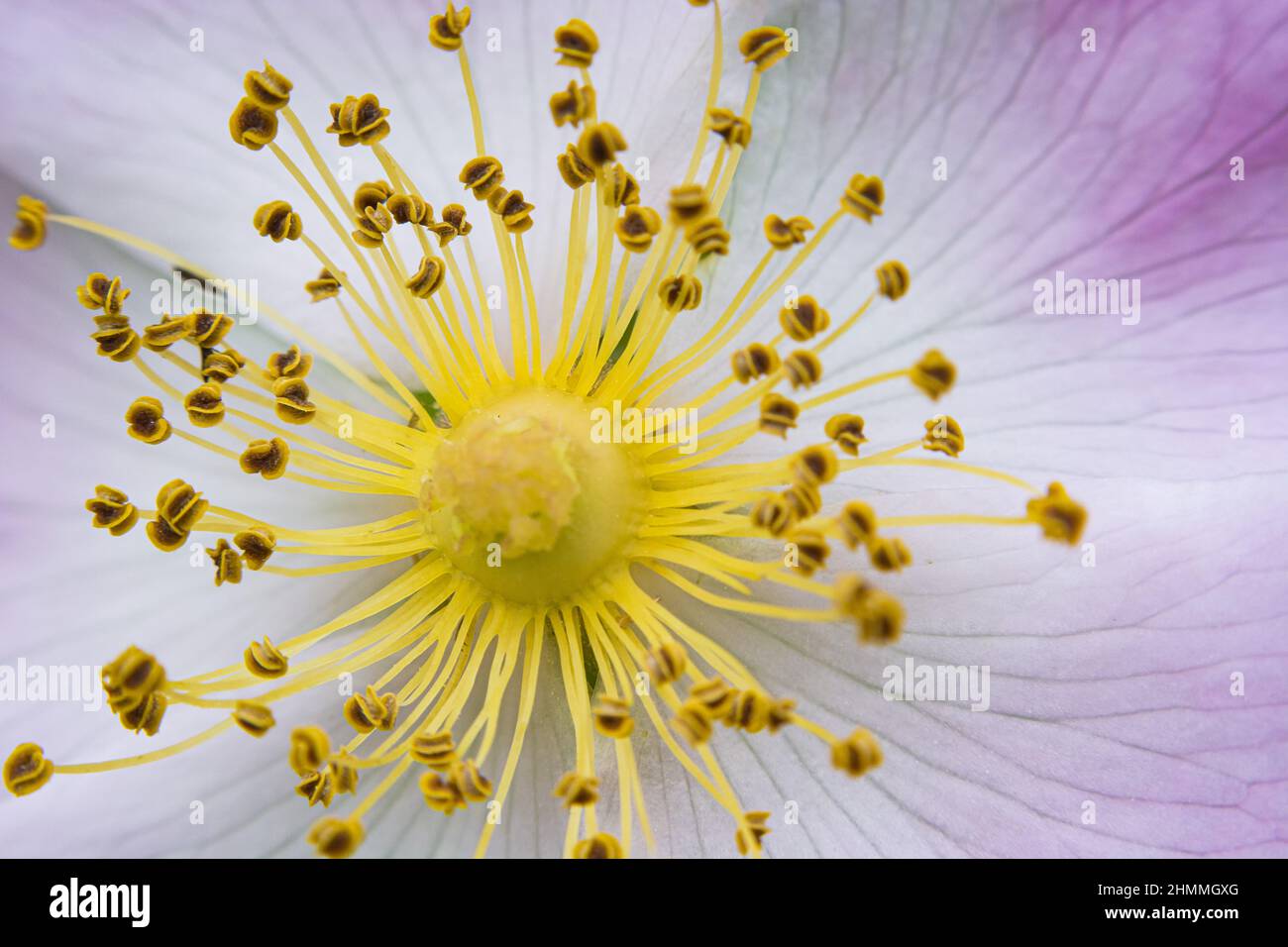 Macro shot of the Rosa canina stamen, commonly known as the dog rose ...
