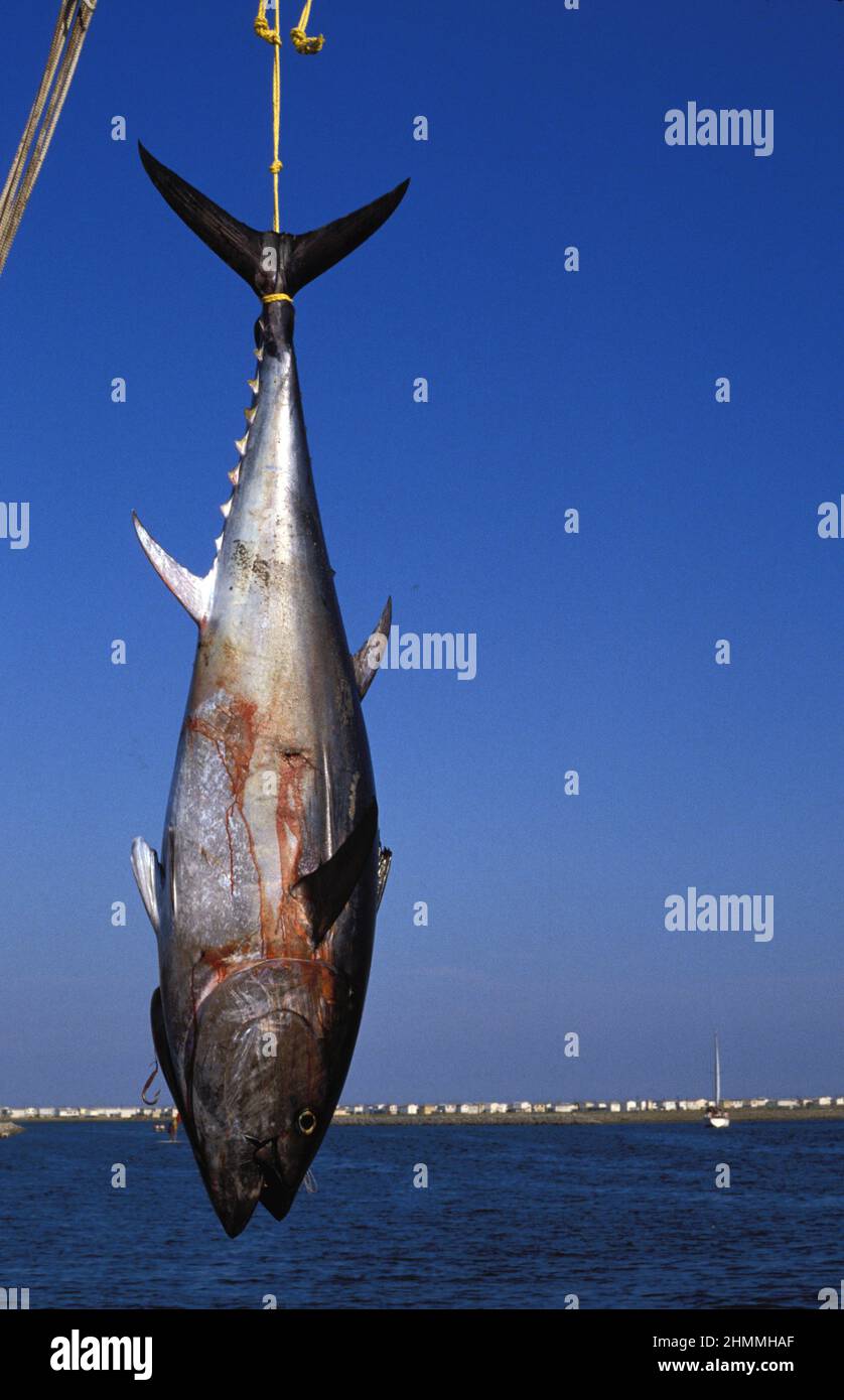 Red Tuna fishing mediterranean sea Baleares islands Spain Stock Photo ...