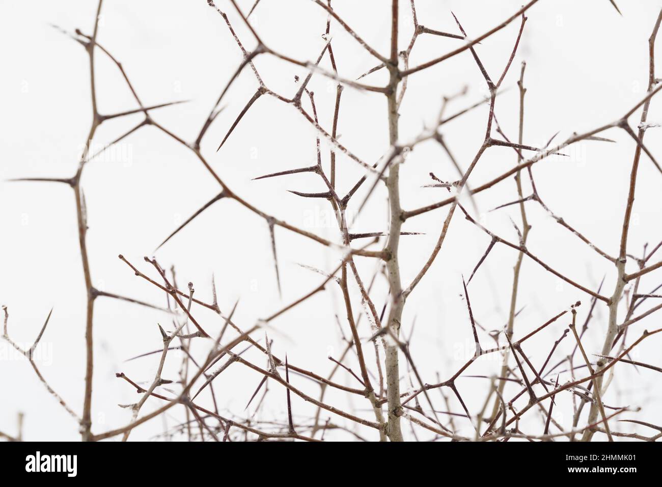 Branches of bush with Snow and rime ice. Cold snowy weather. Frosting ...