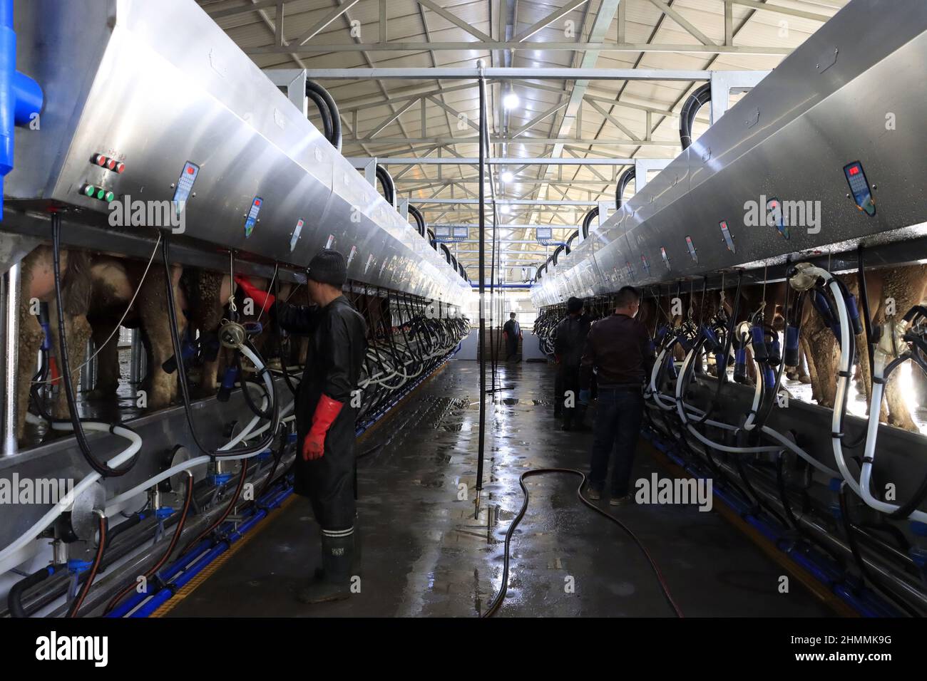 ZHANGYE, CHINA - FEBRUARY 11, 2022 - A view of a dairy farming base in ...