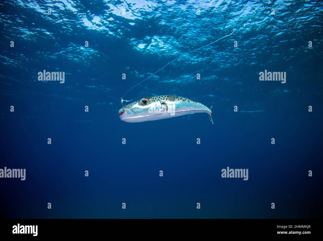 Silver cheeked toadfish hi-res stock photography and images - Alamy