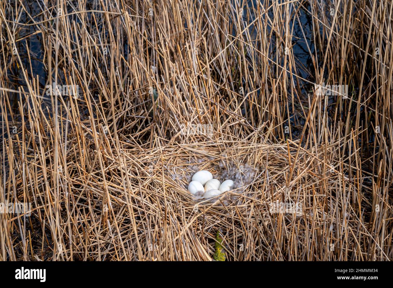 Bird's nest of a duck in the breeding season with five white eggs Stock ...
