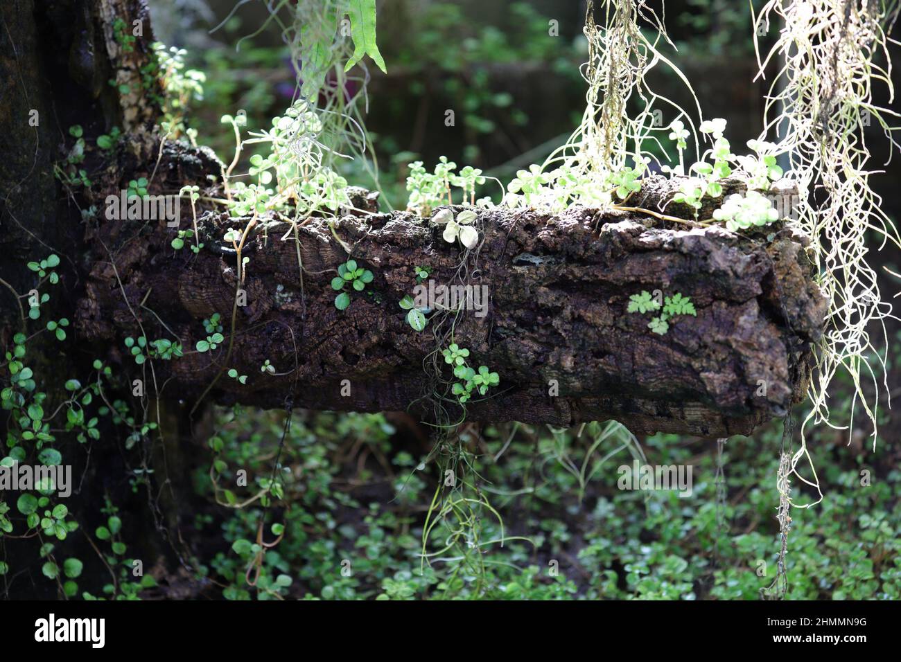 Woody climbing vines hi-res stock photography and images - Alamy