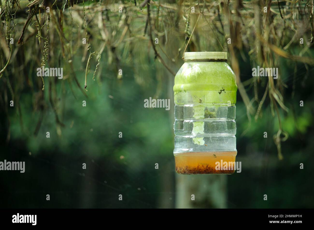 Medicine process to kill insects in vegetable garden Stock Photo - Alamy