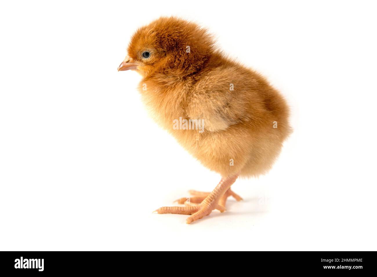 Small chicken on a white background Stock Photo - Alamy