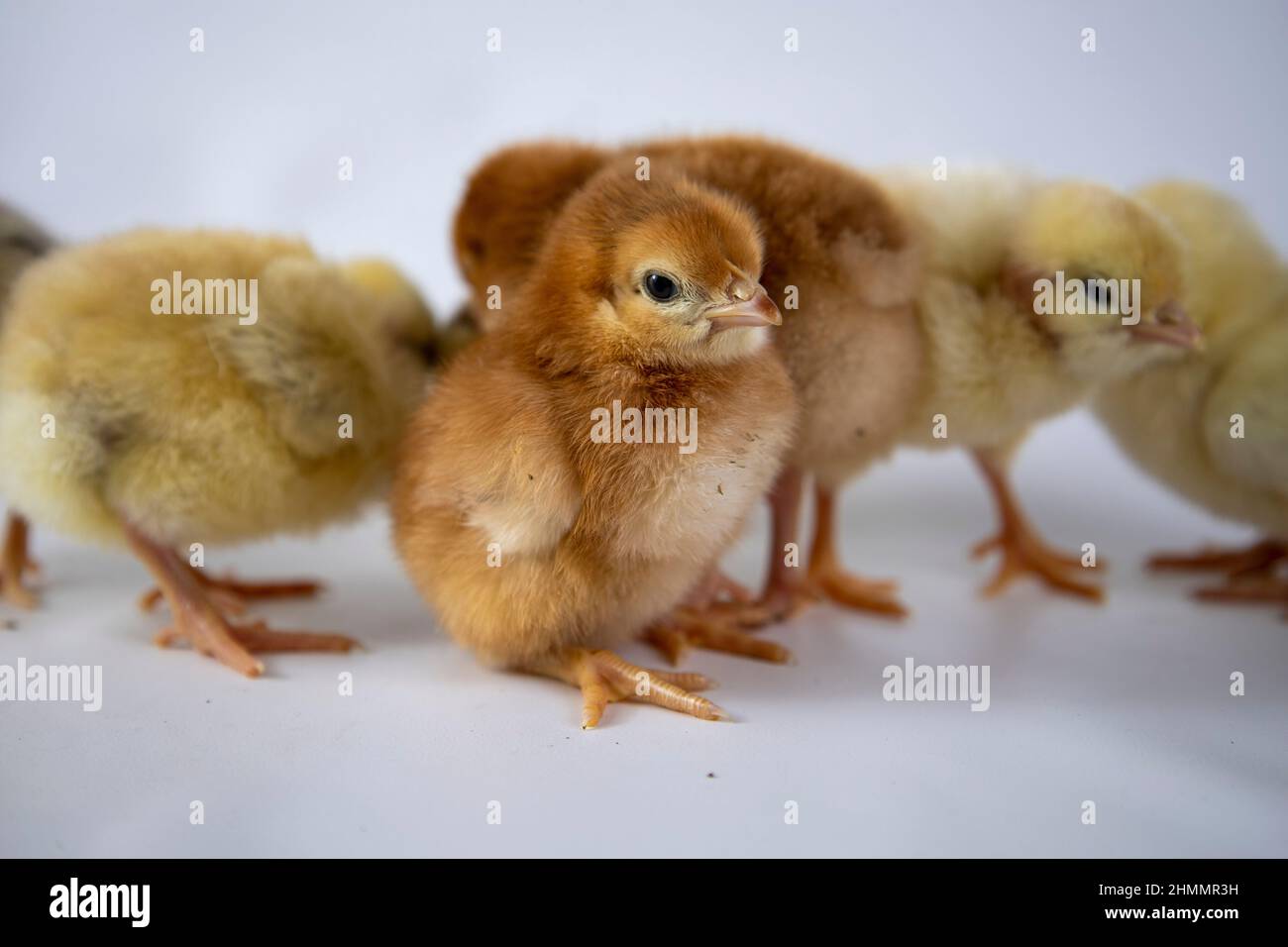 Small chicken on a white background Stock Photo - Alamy