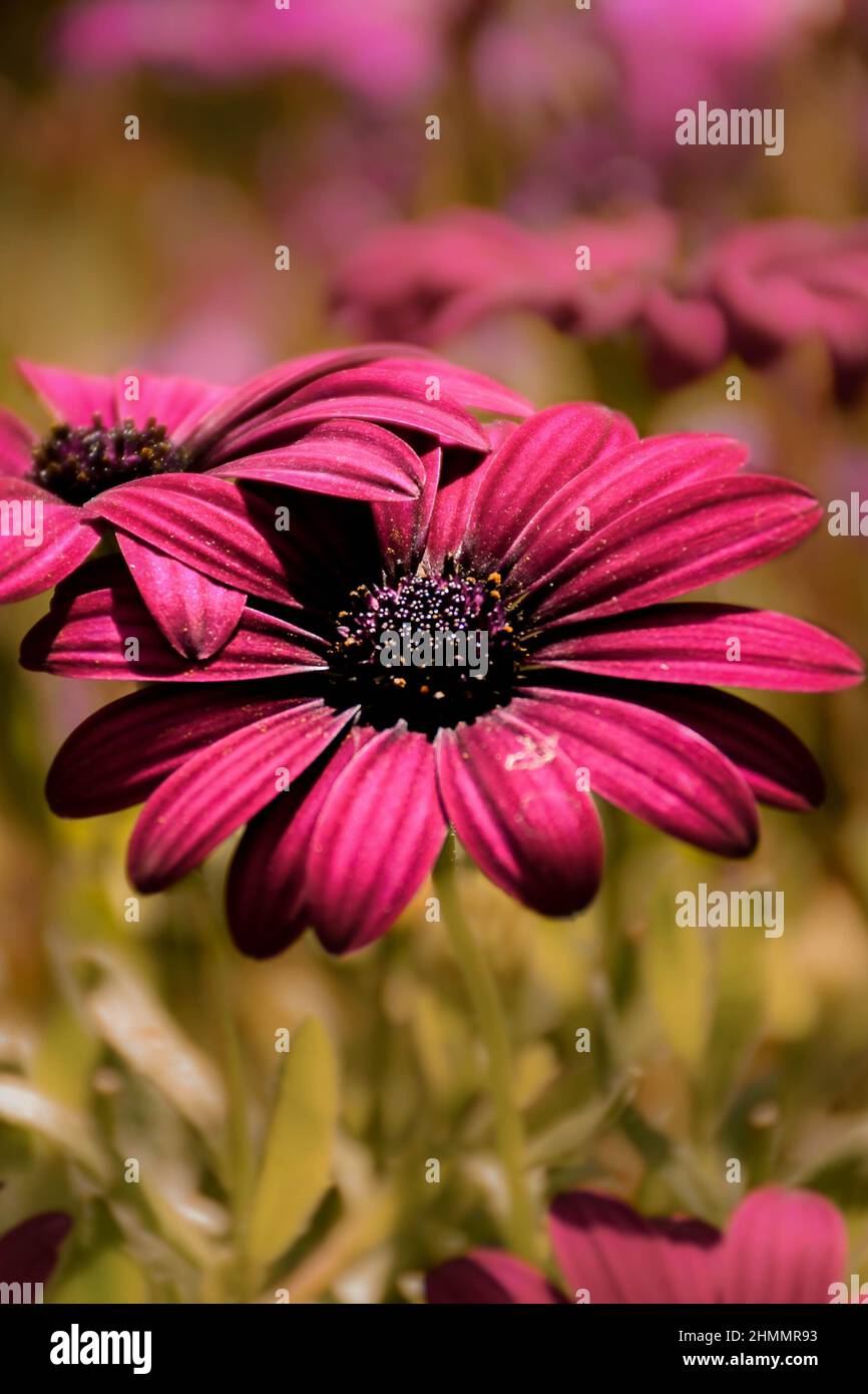 A macro photo of pink Cape marguerite (DImorphotheca ecklonis), a ...