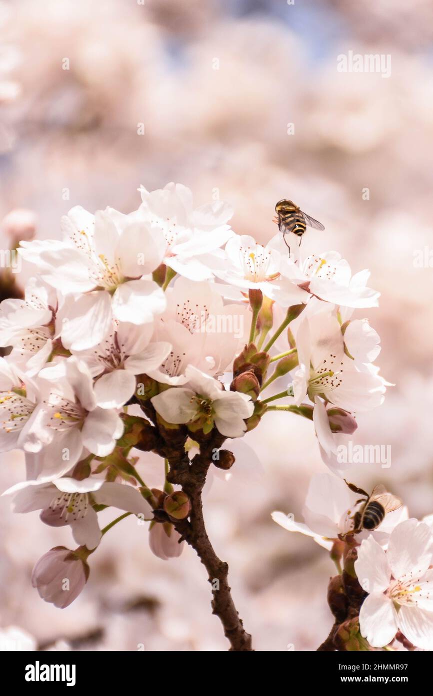 An insect collecting pollen on a blooming cherry tree. The blooms are ...