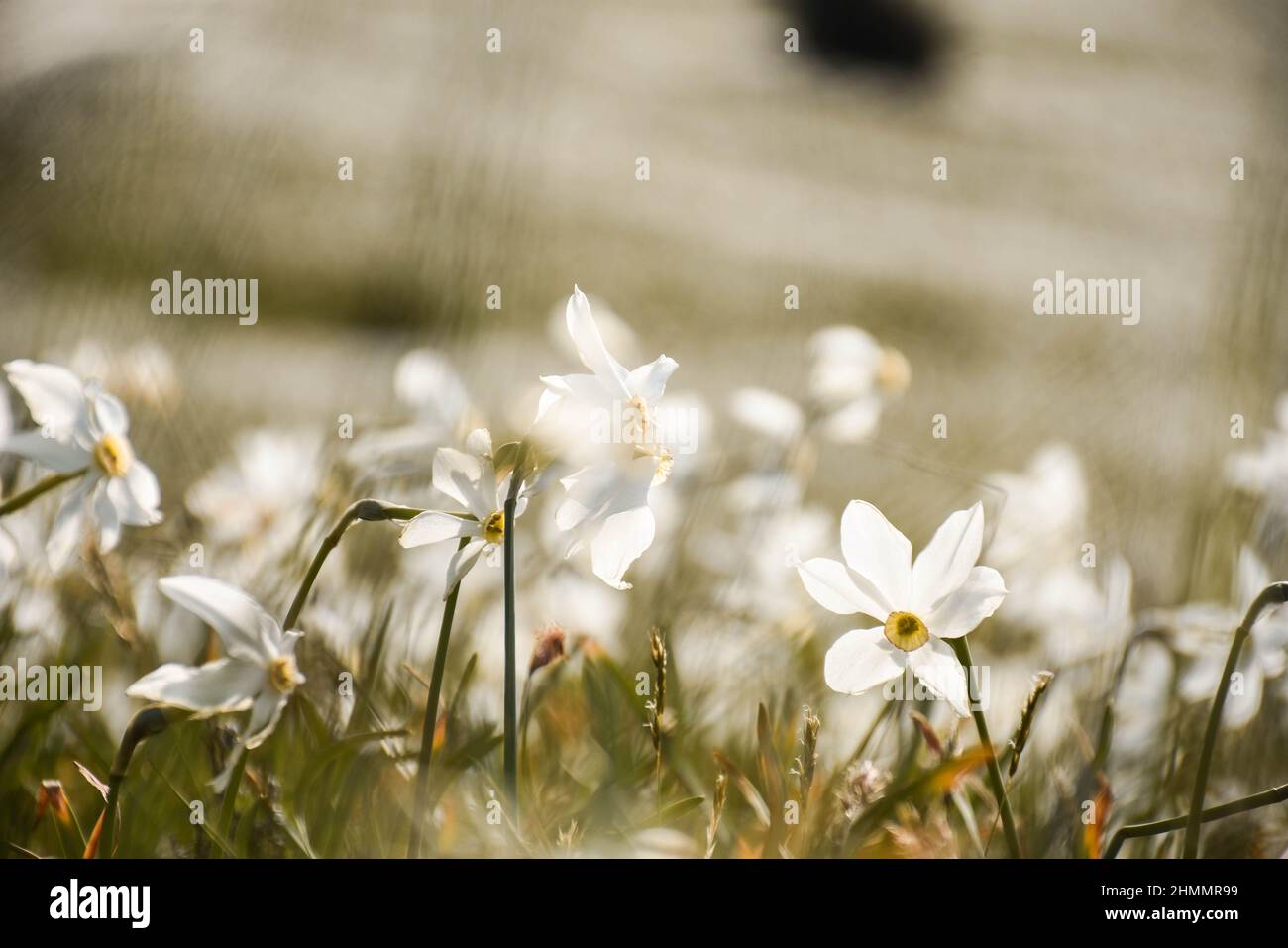A field of white wild daffodils dancing in the wind. A macro (close-up ...