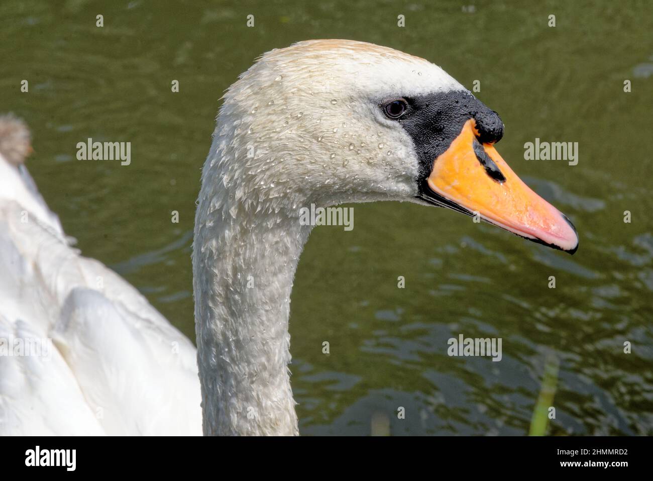 Swan by the River Kennet in Reading - Berkshire - United Kingdom Stock ...