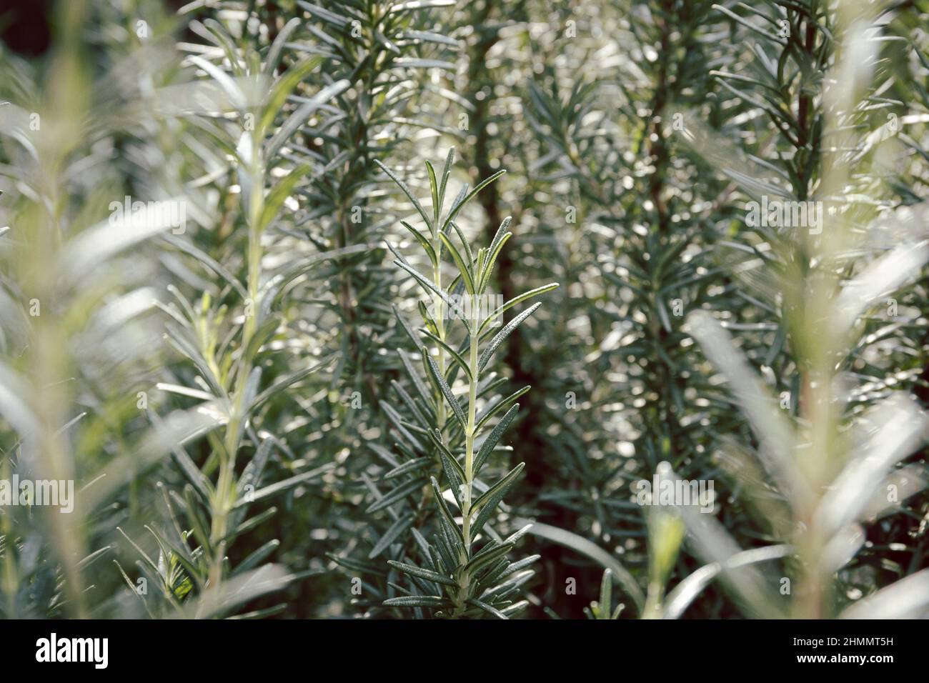 Fresh rosemary stem grow in the garden Stock Photo - Alamy
