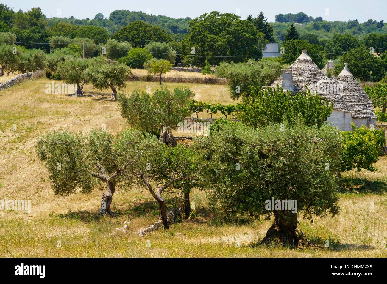 Country landscape in June between Polignano a Mare and Alberobello ...