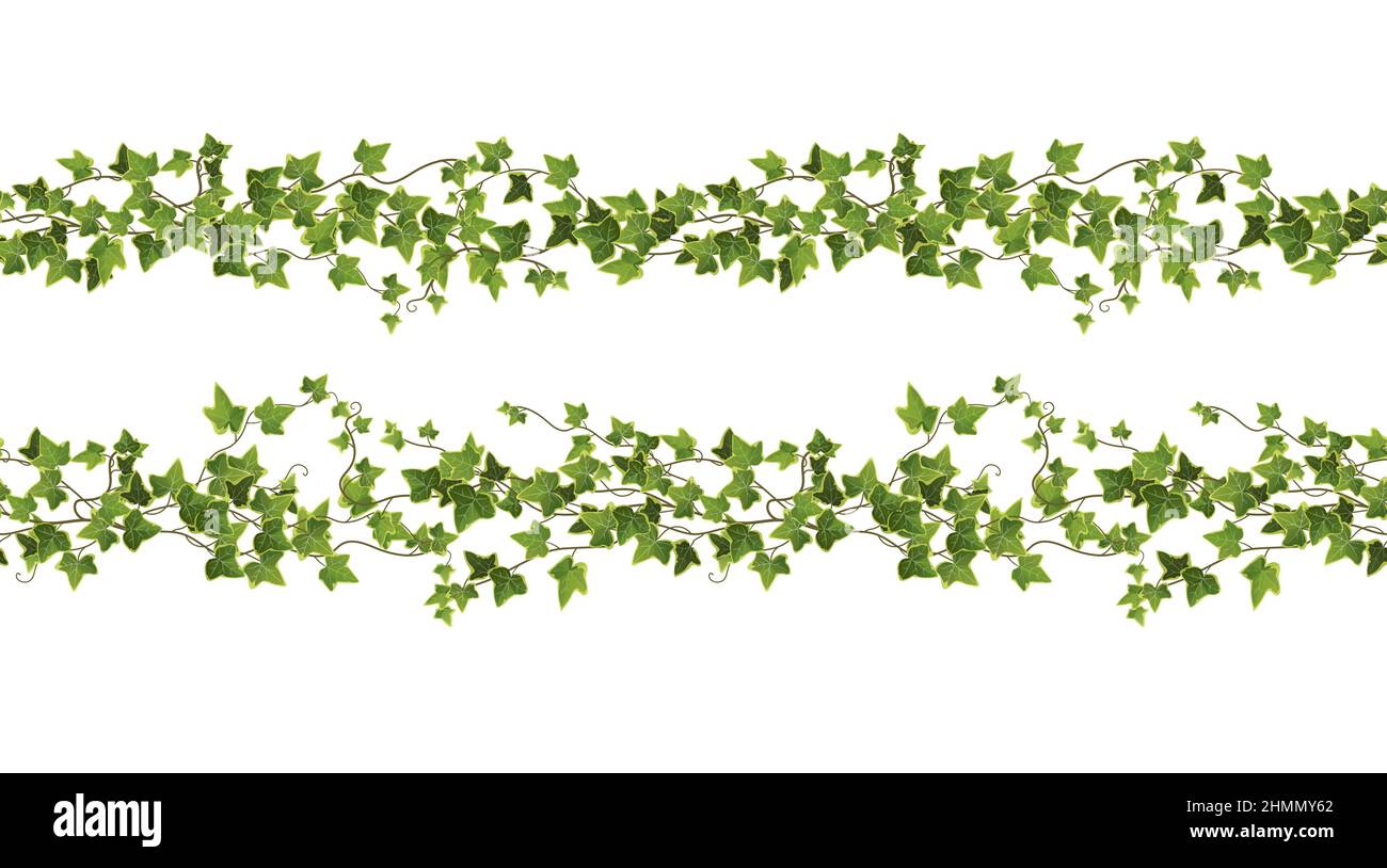 Ivy plant branch cartoon illustration Stock Vector Image & Art - Alamy