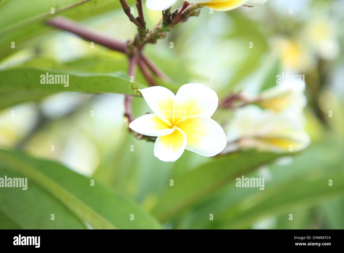 Plumaria hi-res stock photography and images - Alamy