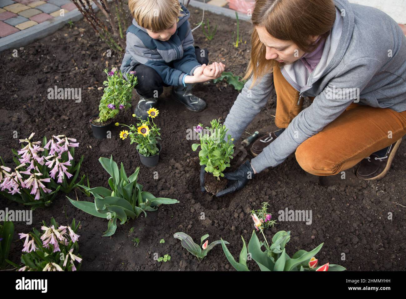 mom and son work together in garden, plant flowers in open ground on a ...