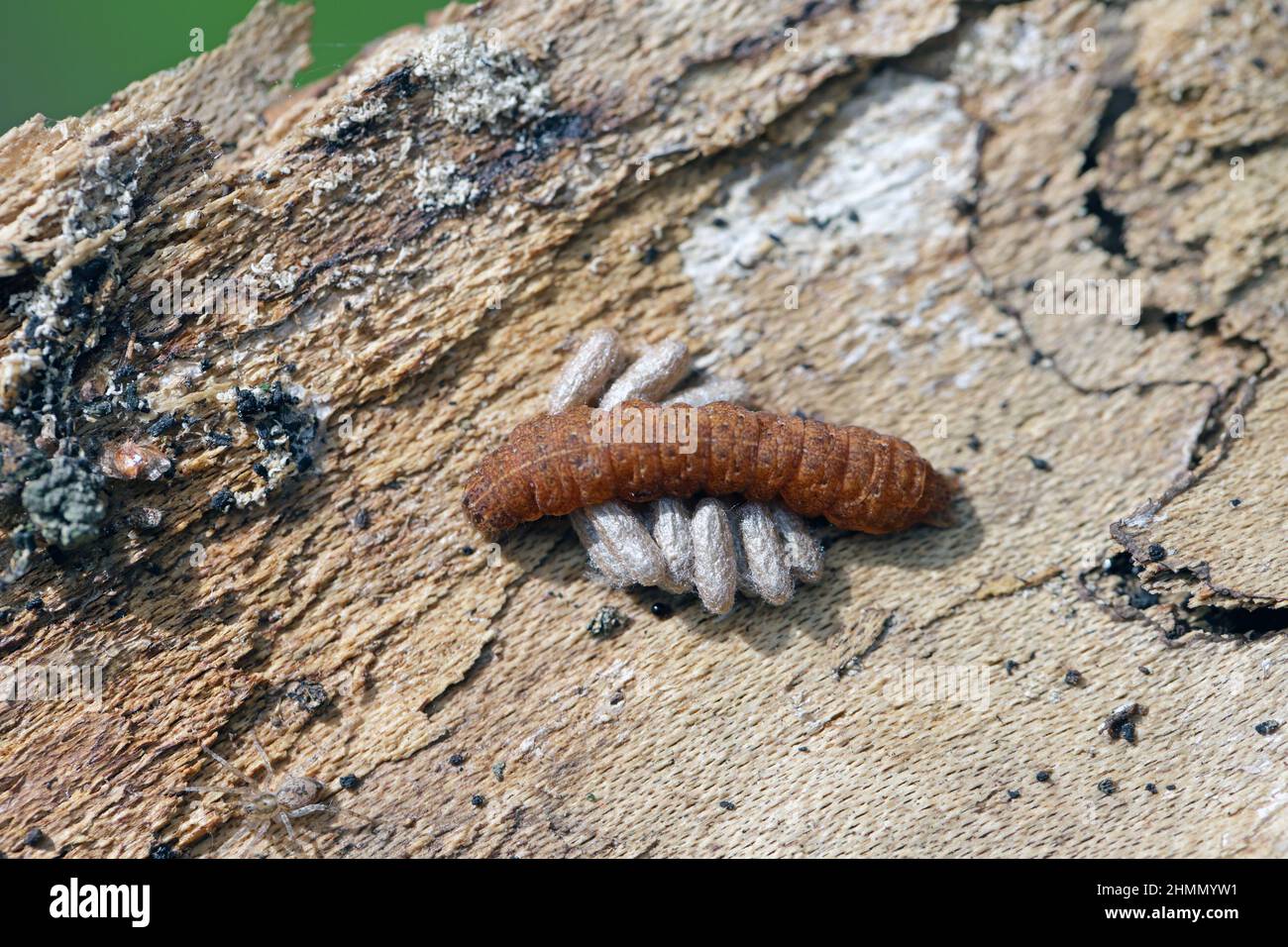 A caterpillar of an owl moth parasitized by parasitoid wasps of ...