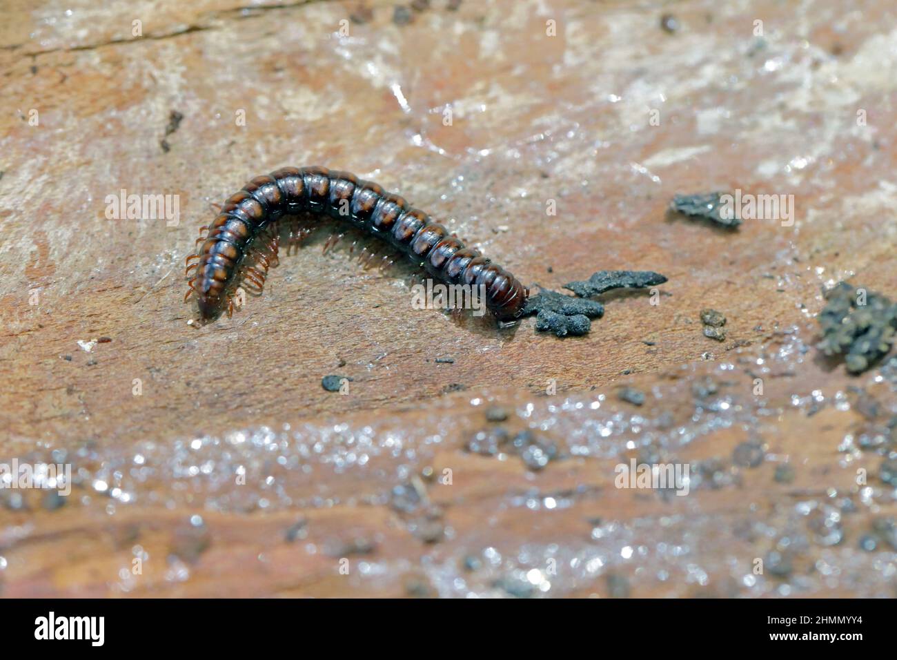 Millipedes (Diplopoda) are a group of widely distributed saprophages ...