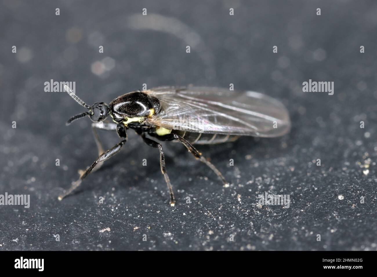 Dark-winged fungus gnat (Sciaridae sp Stock Photo - Alamy