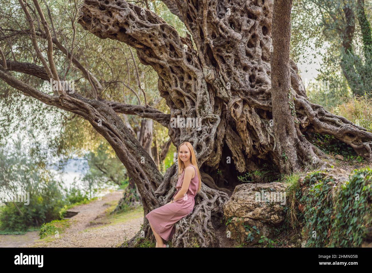 woman tourist looking at 2000 years old olive tree: Stara Maslina in ...