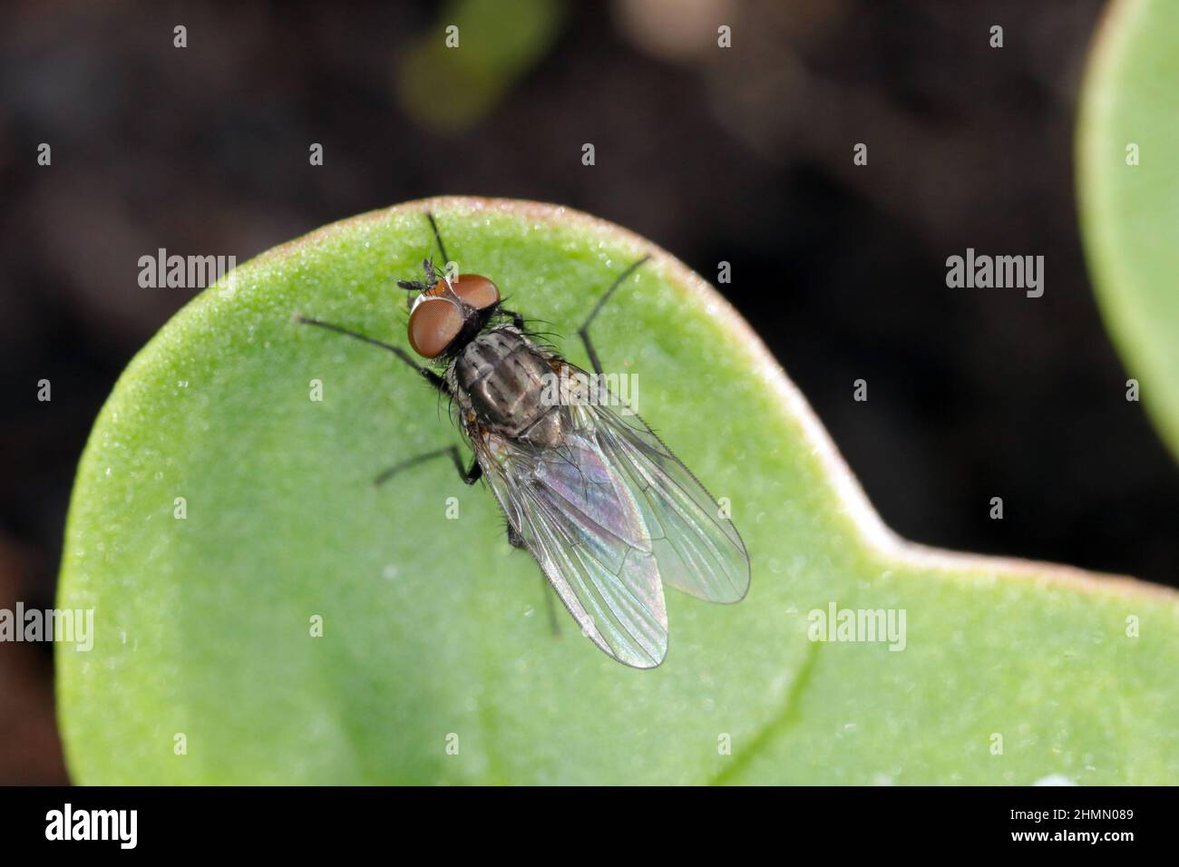 Cabbage fly (also cabbage root fly, root fly or turnip fly) - Delia ...