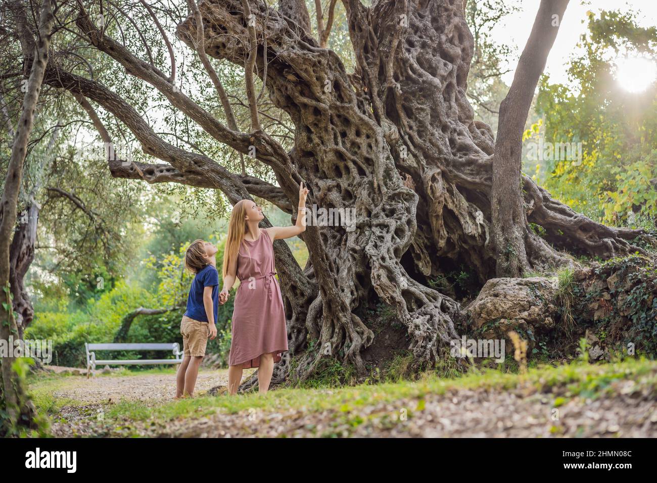 Mom and son tourists looking at 2000 years old olive tree: Stara ...
