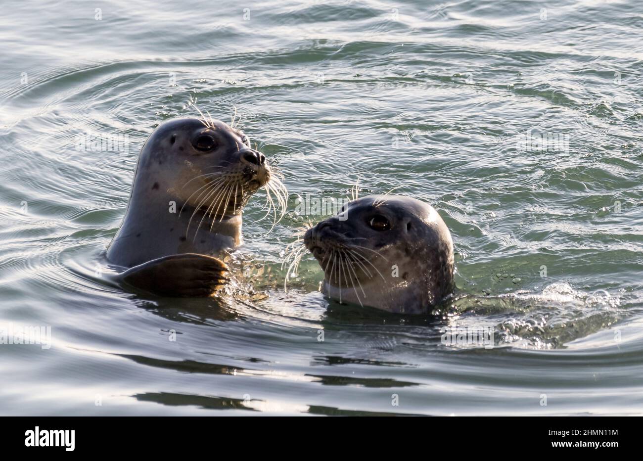 Common seal head out water hi-res stock photography and images - Alamy