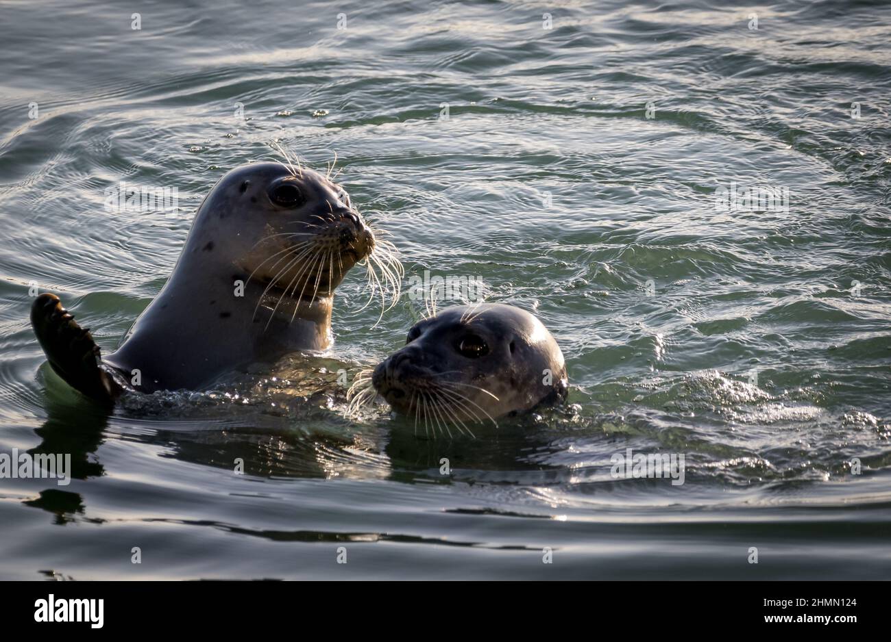 Seals enjoying early morning quiet at South coast harbour entrance ...