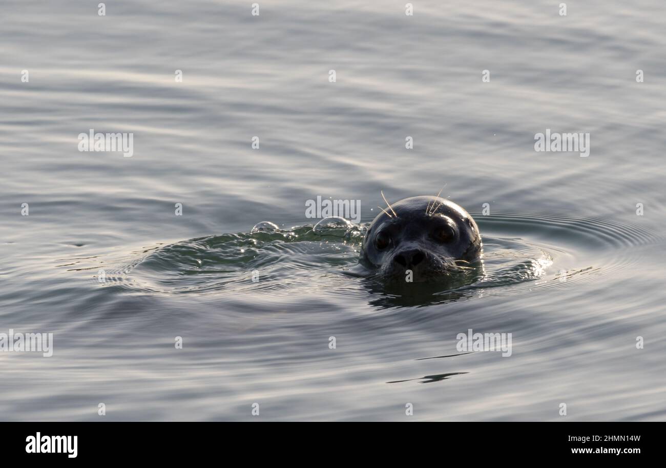 Seals enjoying early morning quiet at South coast harbour entrance ...