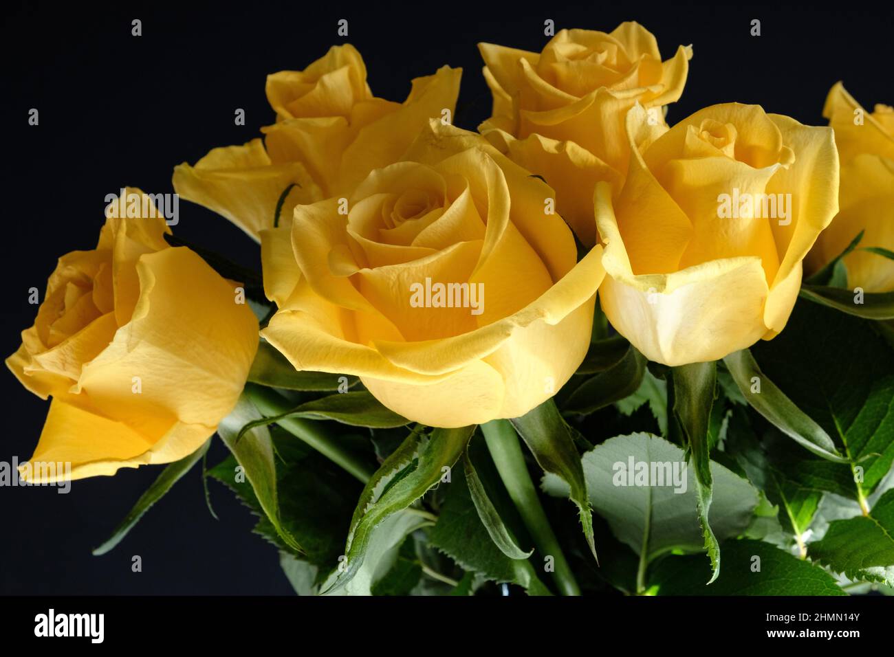 Roses and stems hi-res stock photography and images - Alamy