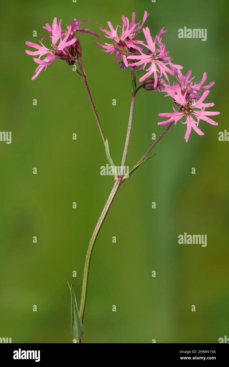 Meadow campion, Ragged-robin (Lychnis flos-cuculi, Silene flos-cuculi ...