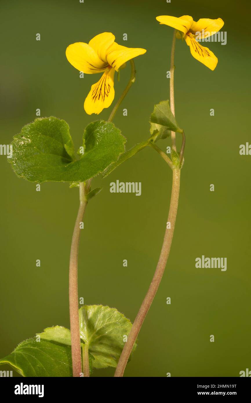 Yellow wood violet, Alpine yellow-violet, Twoflower violet (Viola ...