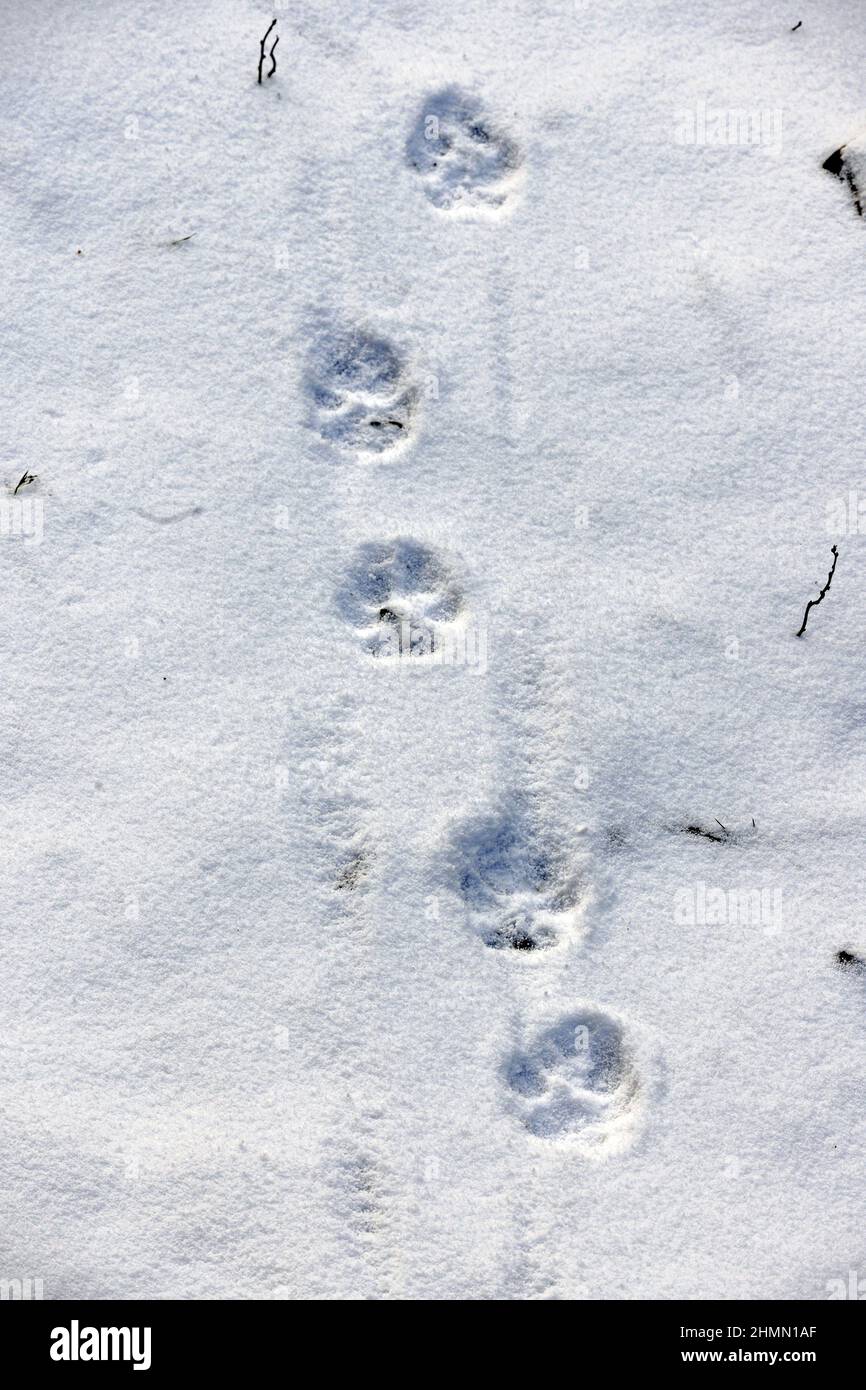 Timberwolf Tracks In Snow