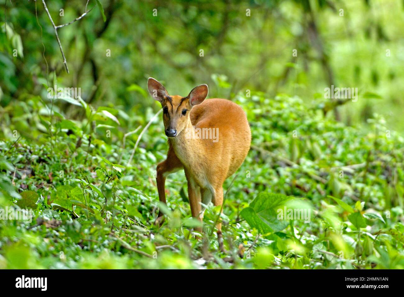 Indian muntjacs hi-res stock photography and images - Alamy