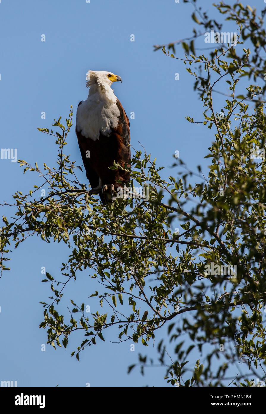 Pilanesberg game reserve landscape hi-res stock photography and images ...