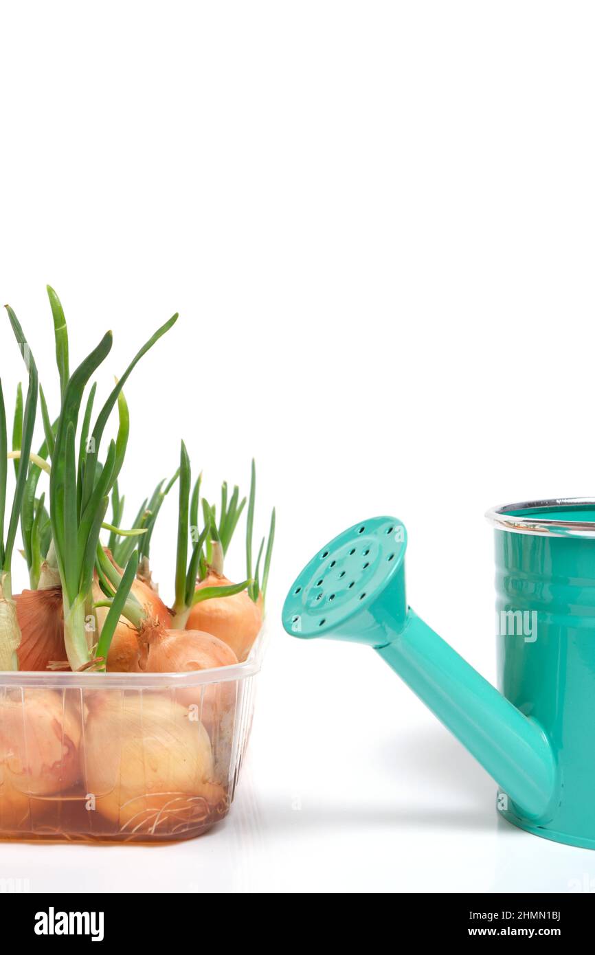 Watering can and spring onions at home on a white background Stock ...