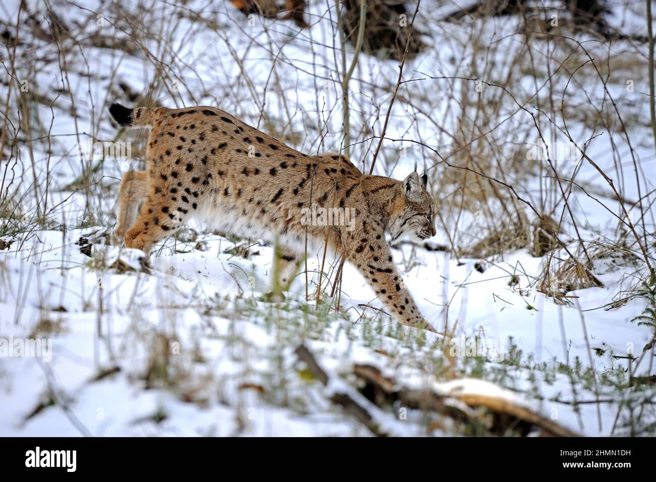 Carpathian lynx (Lynx lynx carpathicus), walking through its territory ...