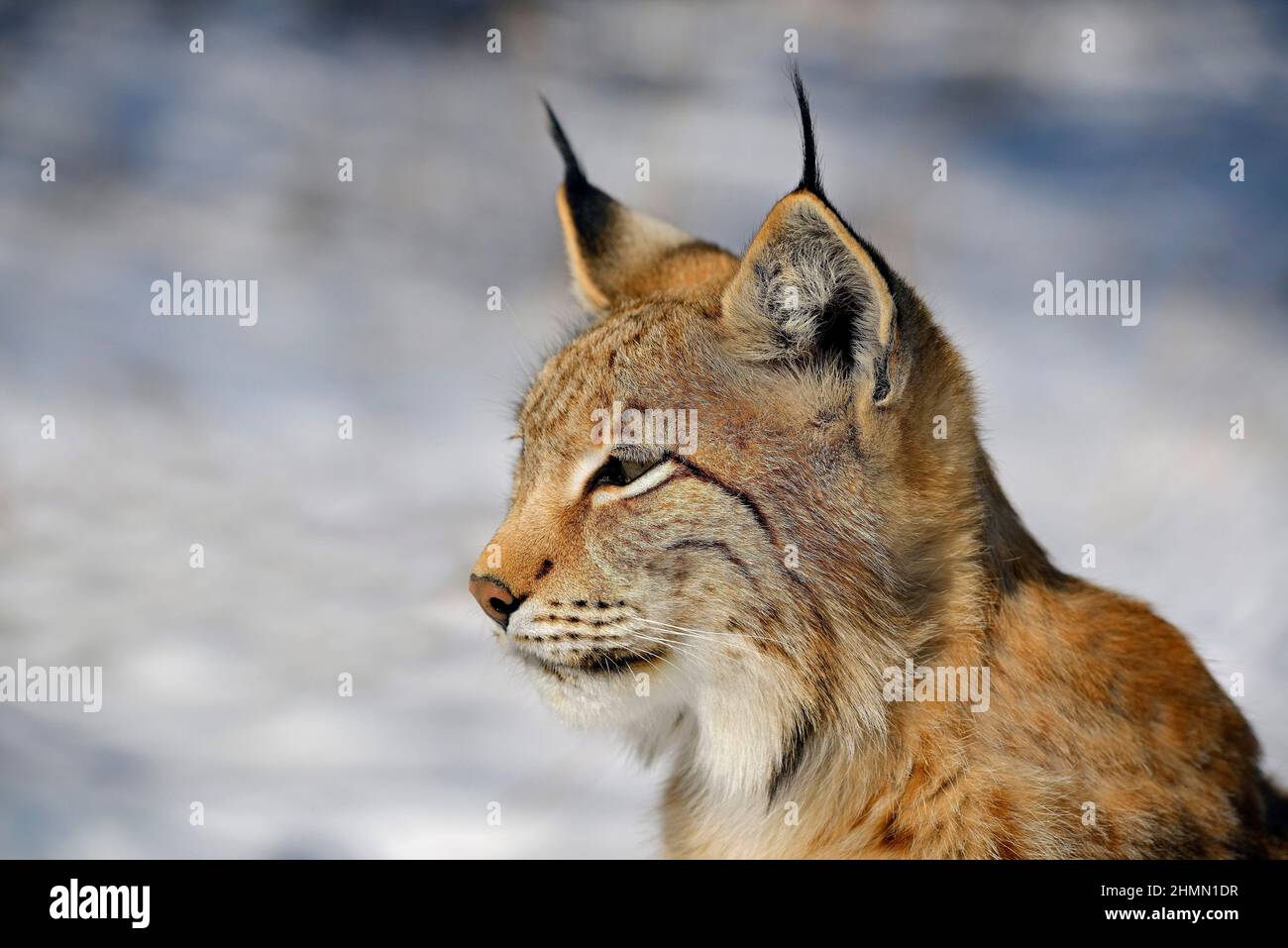 northern lynx (Lynx lynx lynx), portrait in the snow, side view ...