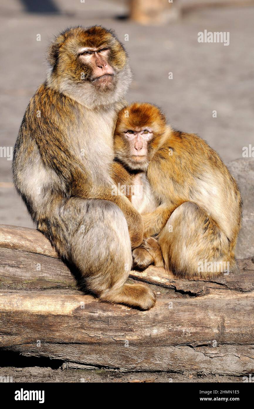 barbary ape, barbary macaque (Macaca sylvanus), couple sitting together ...