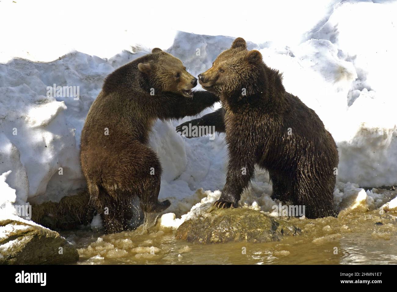 European brown bear (Ursus arctos arctos), two young bears tussling in ...