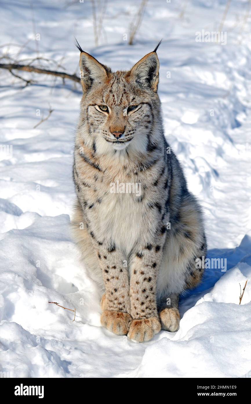northern lynx (Lynx lynx lynx), sitting in the snow, front view ...
