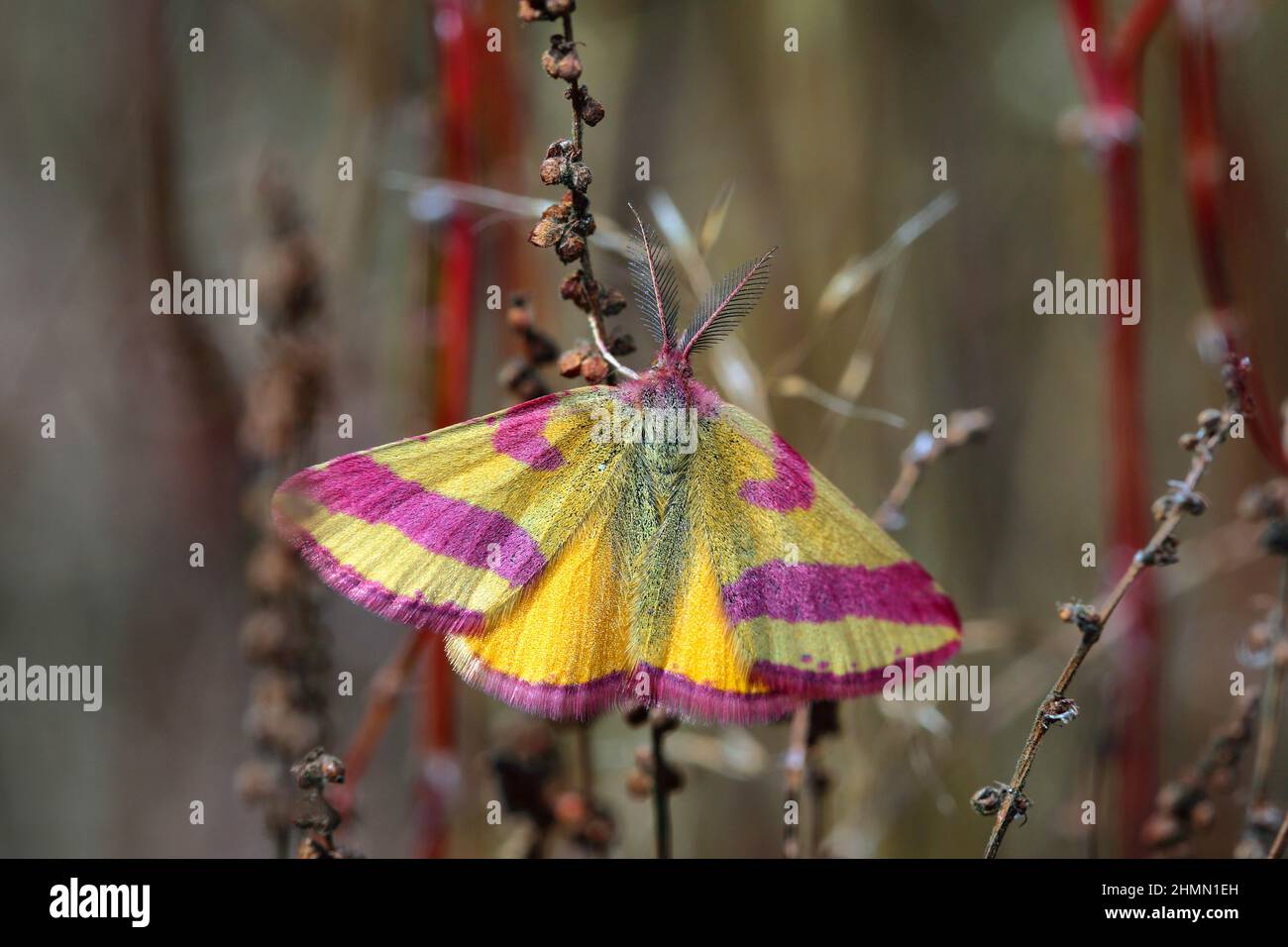 Purple-barred Yellow (Lythria cruentaria, Lythria rotaria), male ...