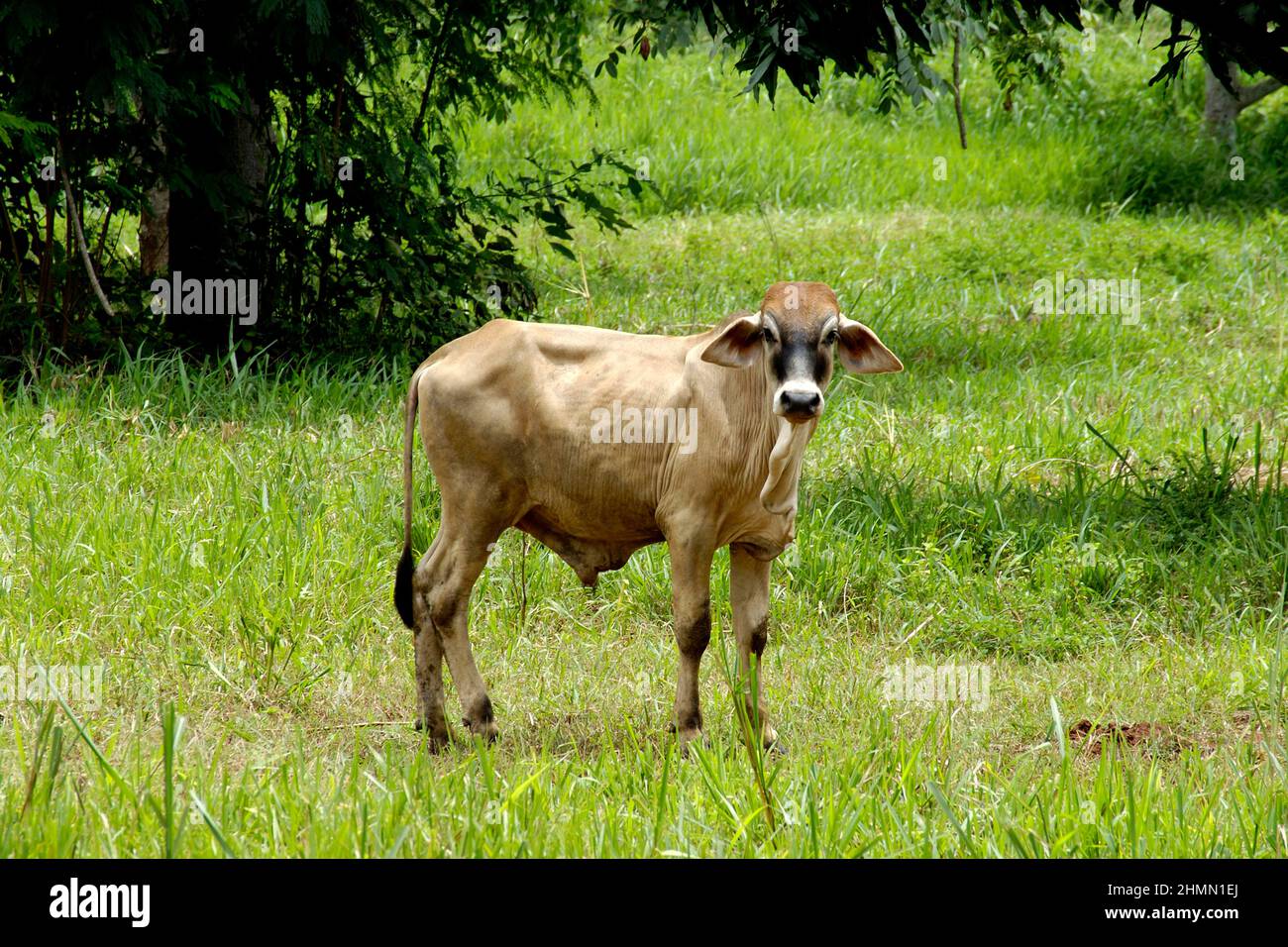 Asian cattle breeds hi-res stock photography and images - Alamy