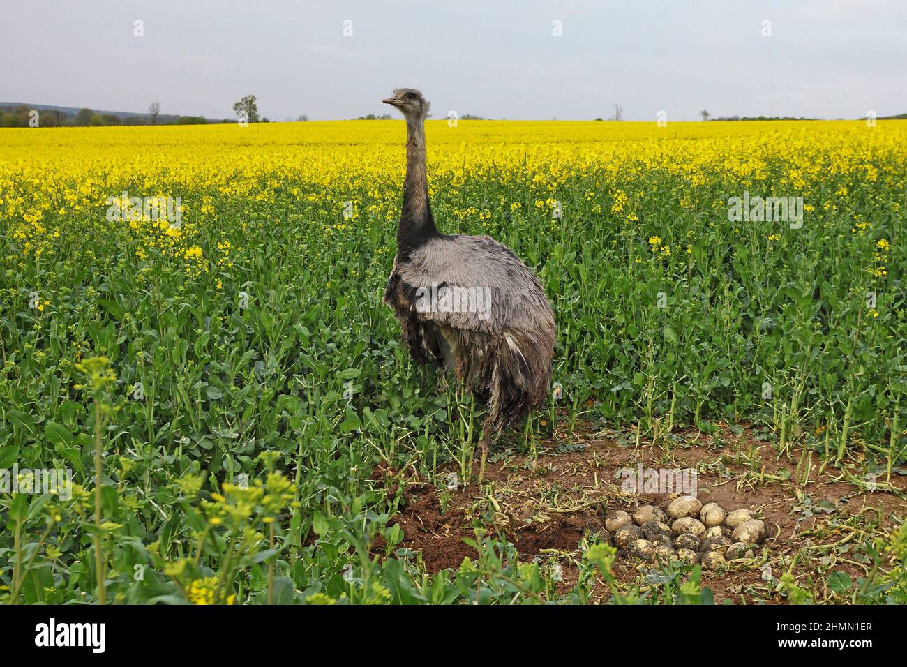 greater rhea (Rhea americana), nest in a rape field, Germany Stock ...