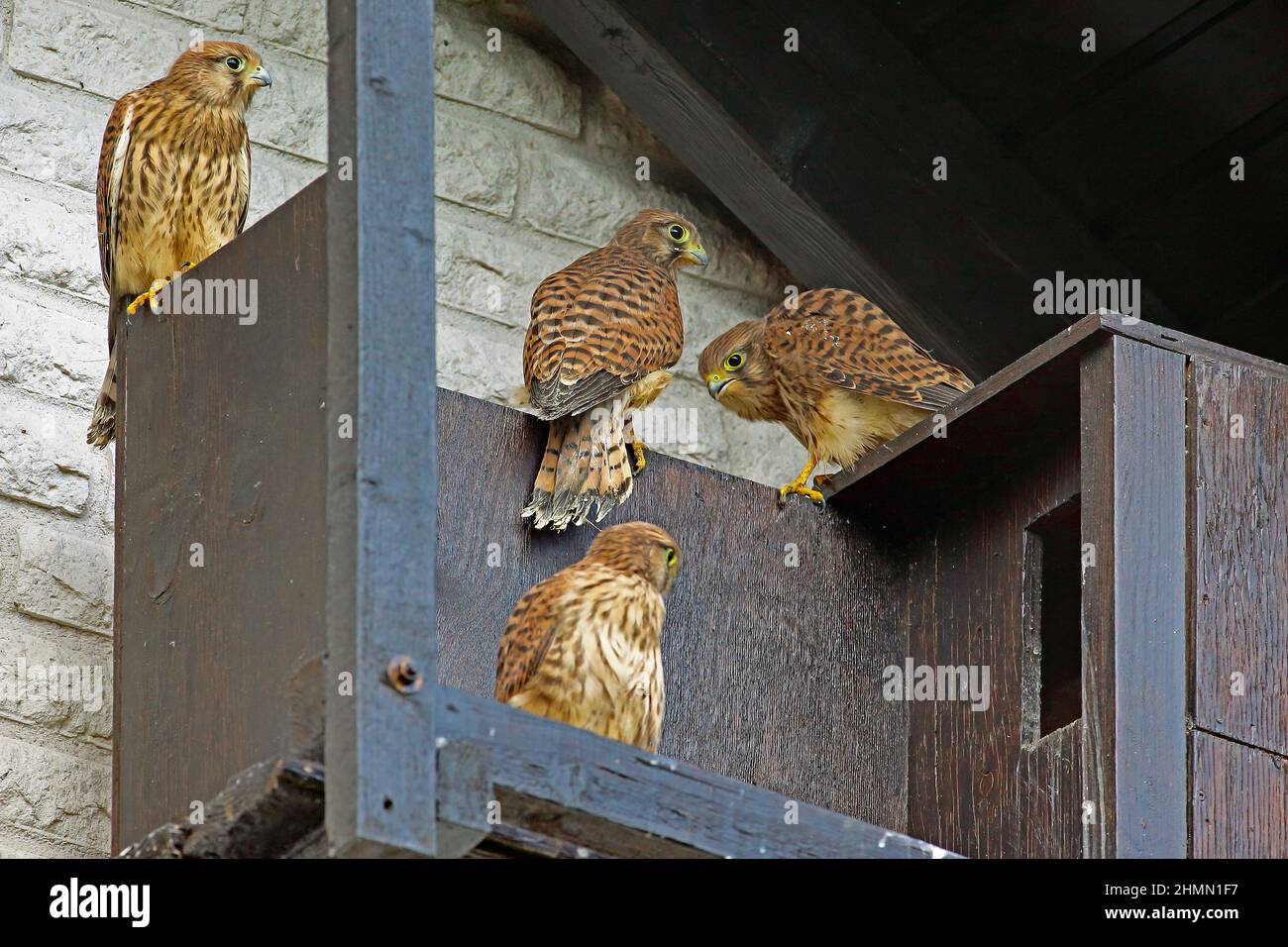 Four bird boxes hi-res stock photography and images - Alamy