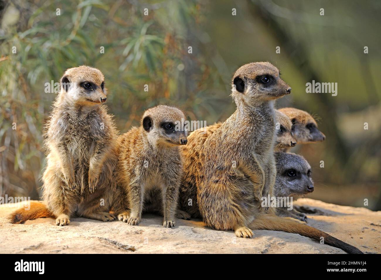 suricate, slender-tailed meerkat (Suricata suricatta), group with ...